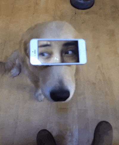 Dog Eye GIF - Find & Share on GIPHY