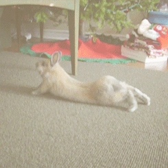 Bunny Stretching GIF - Find & Share on GIPHY
