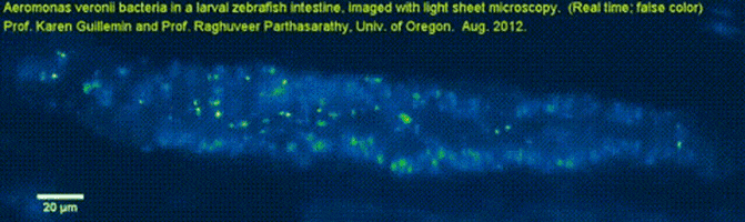 Bacteria GIF - Find & Share on GIPHY