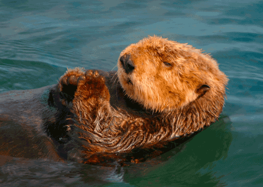 Otter Gif