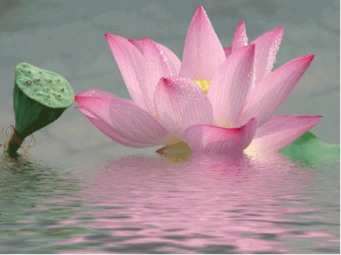 Gif Animado De Flor De Lotus