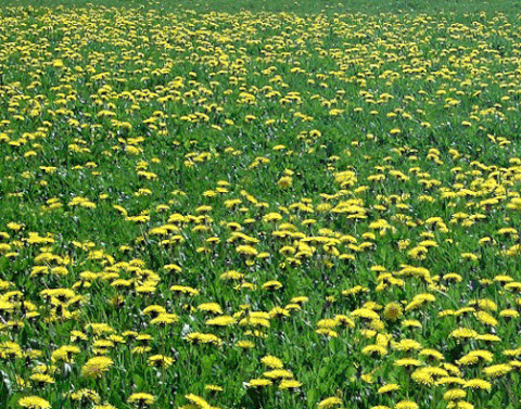 Weeds GIF - Find & Share on GIPHY