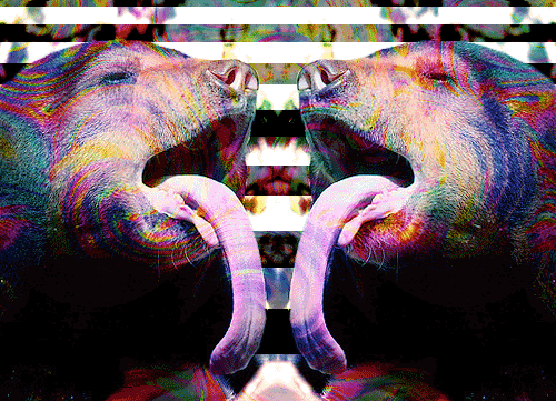 Acid GIF - Find & Share on GIPHY