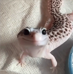 Gecko GIFs - Find & Share on GIPHY