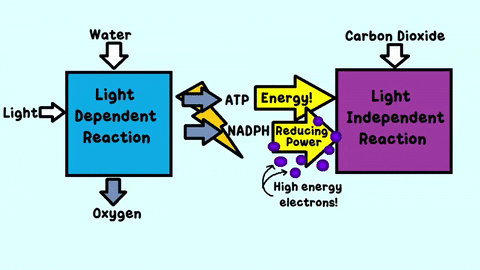 Photosynthesis GIF - Find & Share on GIPHY
