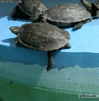 Tortoise GIF - Find & Share on GIPHY