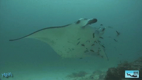 Ray GIF - Find & Share on GIPHY