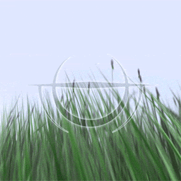 Grass GIF - Find & Share on GIPHY