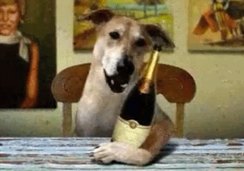 Dog Puppy GIF - Find & Share on GIPHY