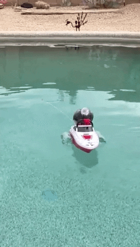 Speed Boat Bird GIF by ViralHog - Find & Share on GIPHY