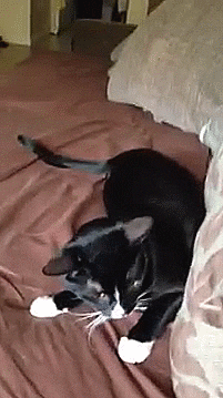 Cat Wait GIF - Find & Share on GIPHY