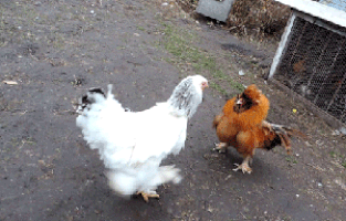 Rooster GIF - Find & Share on GIPHY