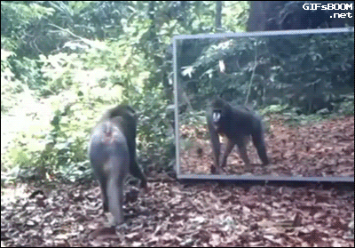 Monkey Mirror GIF - Find & Share on GIPHY