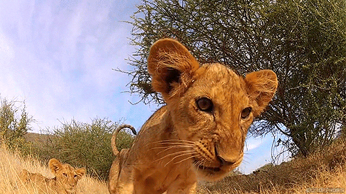 Lion Cub GIF - Find & Share on GIPHY