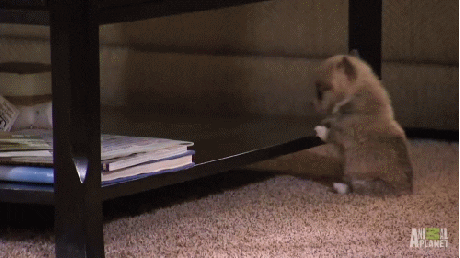 Puppy Falling GIFs - Find & Share on GIPHY
