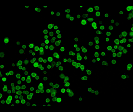 Fungal GIFs - Get the best GIF on GIPHY