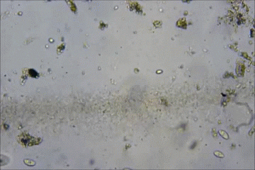 Interesantes gifs de microorganismos - Taringa!