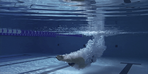 Swimming GIF - Find & Share on GIPHY