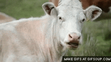 Chewing GIF - Find & Share on GIPHY