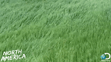 Grassland GIFs - Get the best GIF on GIPHY
