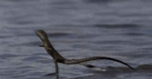 Water Lizard GIF - Find & Share on GIPHY