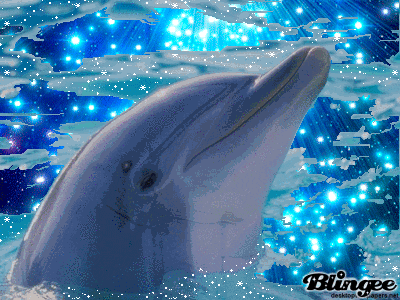 Dolphin Gif