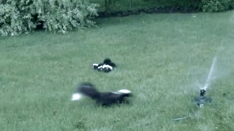 Skunk Gifs For Facebook