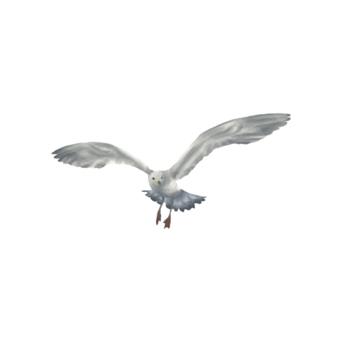 Black Bird Flying Gif Black Bird Flying Gif