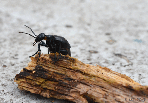 Beetle GIF - Find & Share on GIPHY