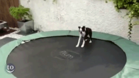 Trampoline GIF - Find & Share on GIPHY