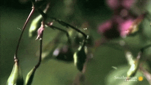 Plants GIF - Find & Share on GIPHY