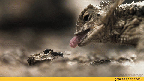 Ants GIF - Find & Share on GIPHY