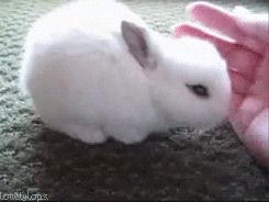 rabbit (45).gif_GIF动态图 - 动态图库网