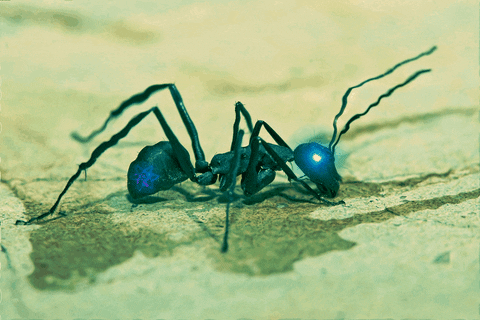 Insect GIF - Find & Share on GIPHY