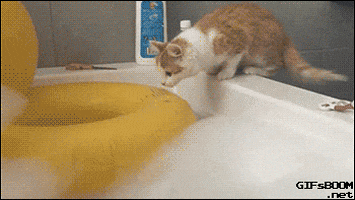 Discover & Share this Cat GIF with everyone you know. GIPHY is how you ...