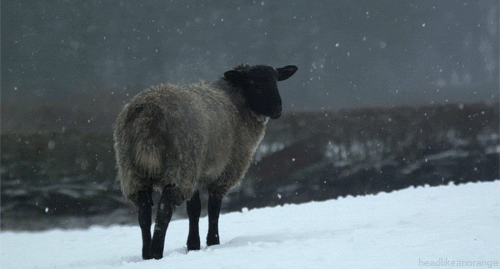 Snow Sheep GIF by Head Like an Orange - Find & Share on GIPHY