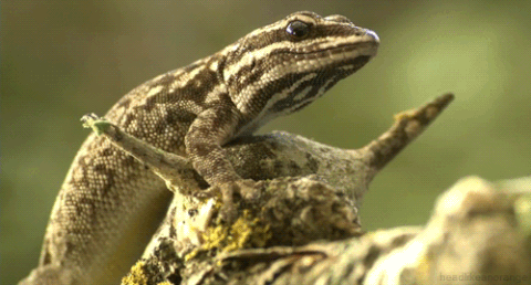 Reptiles GIF - Find & Share on GIPHY