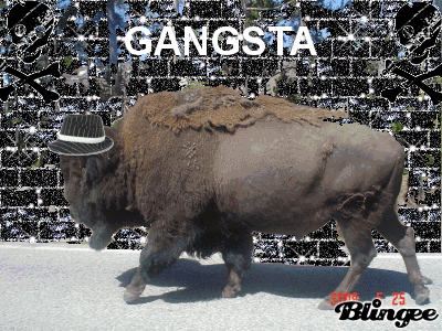 Buffalo GIF - Find & Share on GIPHY