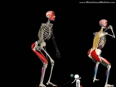 Anatomy GIF - Find & Share on GIPHY