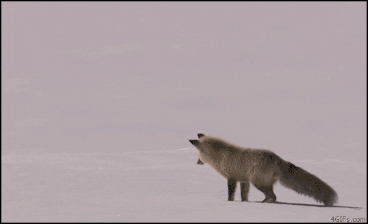 Fox GIF - Find & Share on GIPHY