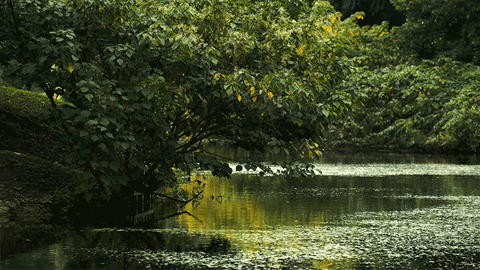 Japan Oc GIF - Find & Share on GIPHY