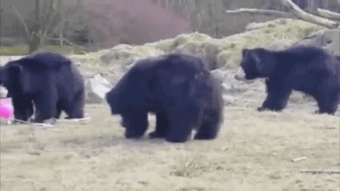 Bear Friday GIFs - Find & Share on GIPHY