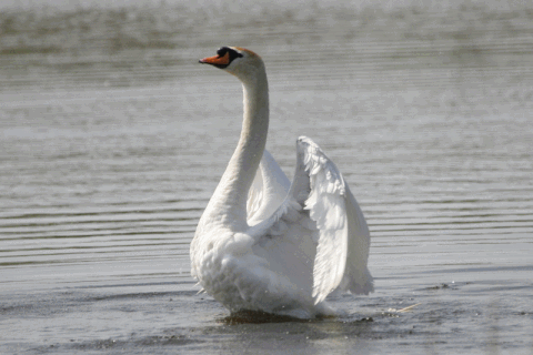 Swan GIF - Find & Share on GIPHY