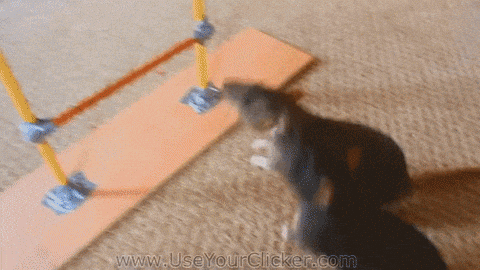 Course Obstacle GIF - Find & Share on GIPHY