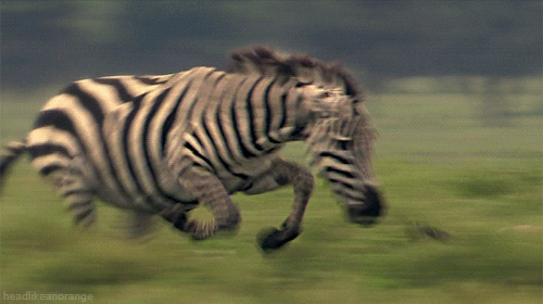 Great Migrations X GIF by Head Like an Orange - Find & Share on GIPHY