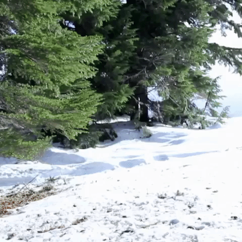 Mt Hood Running GIF by Four Rest Films - Find & Share on GIPHY