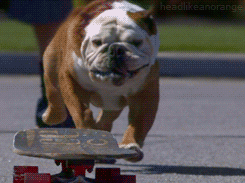 Super Smart Animals Bulldog GIF by Head Like an Orange - Find & Share ...