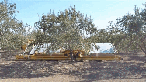 How pecan nuts are harvested from trees : educationalgifs