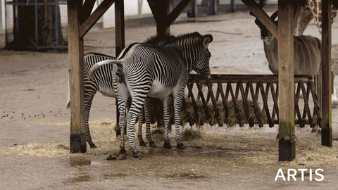 Amsterdam Zoo GIF by ARTIS - Find & Share on GIPHY