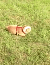Dog Roll Over GIF - Find & Share on GIPHY